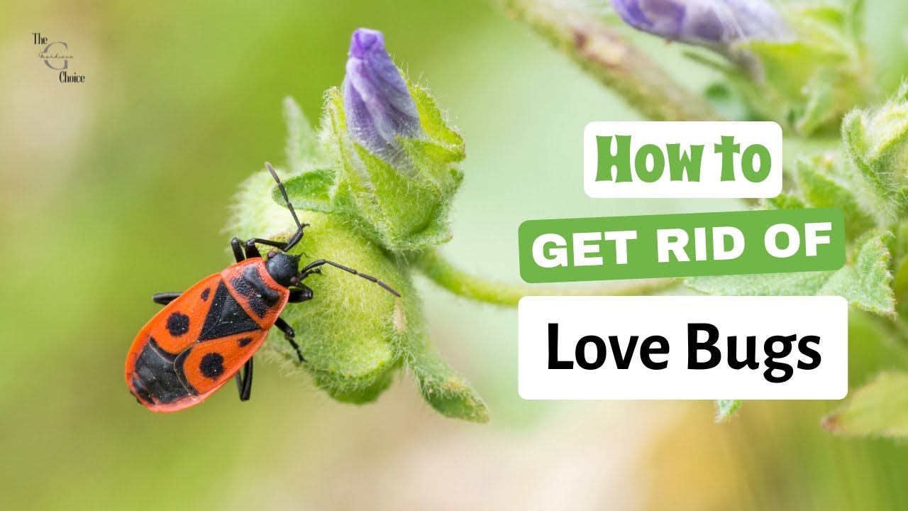 13 Ways to Get Rid of Love Bugs | How To Get Rid Of Love Bugs | The ...
