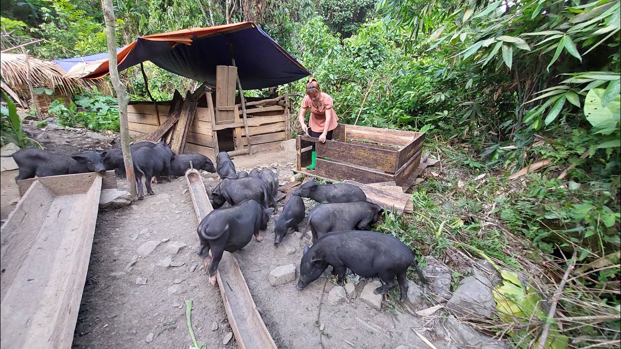 Full-video: 46 Days OFF GRID LIVING Building House Farm - Survival ...