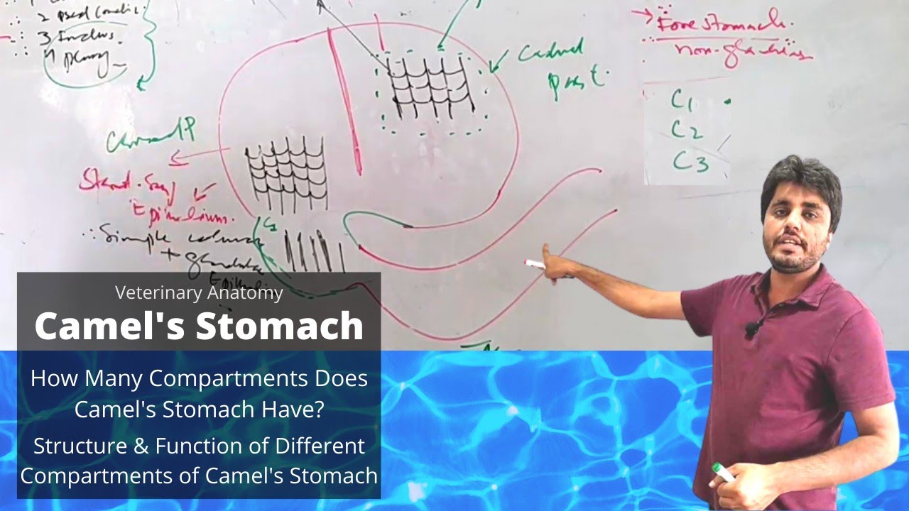 Camel's Stomach | Anatomy & Histology - YouTube