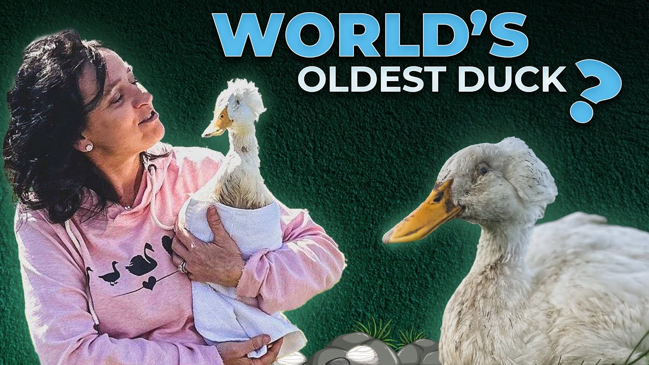 Duck Turned 17 Years Old | The Koala - YouTube