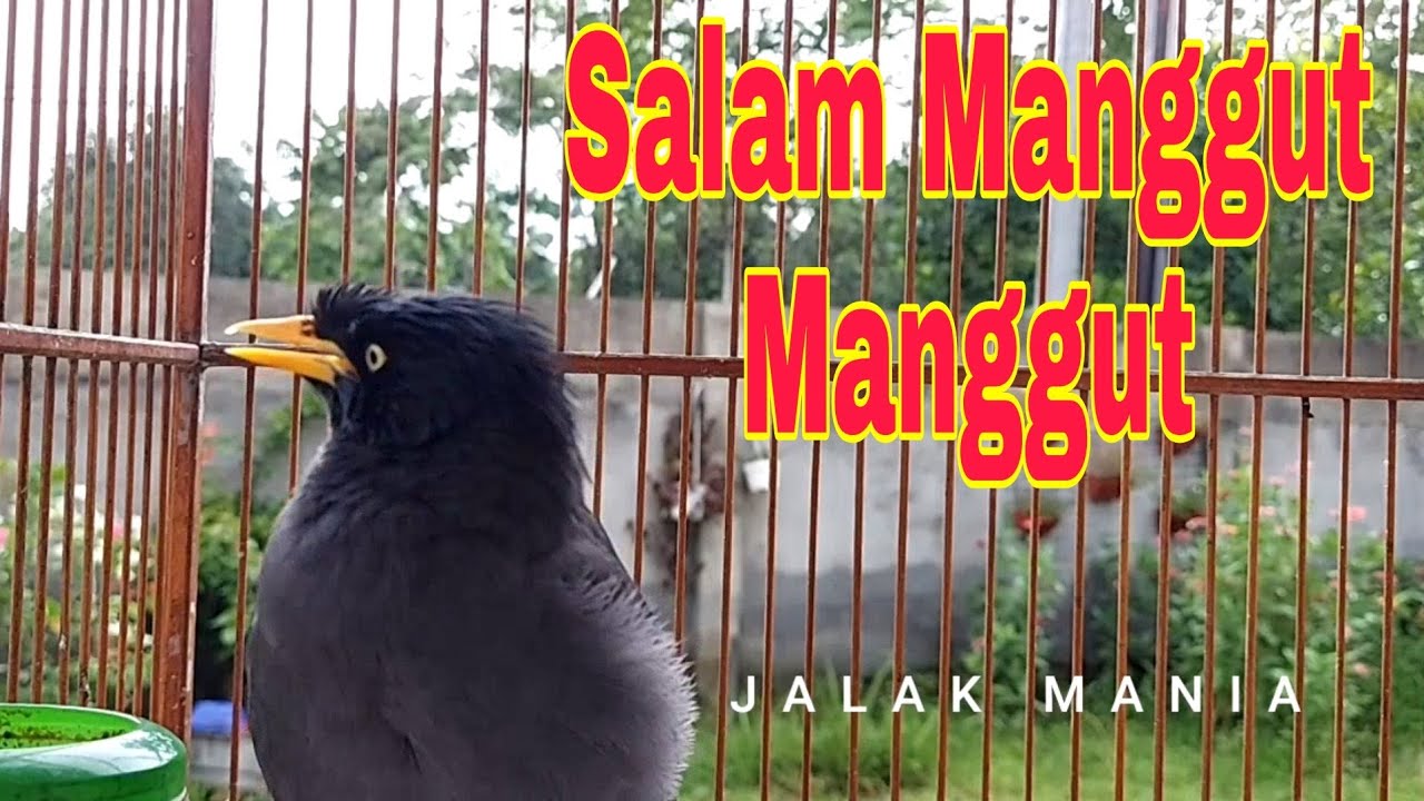 Burung Jalak Kebo Mata Kuning Gacor FullIsian - Masteran Jalak Kebo ...