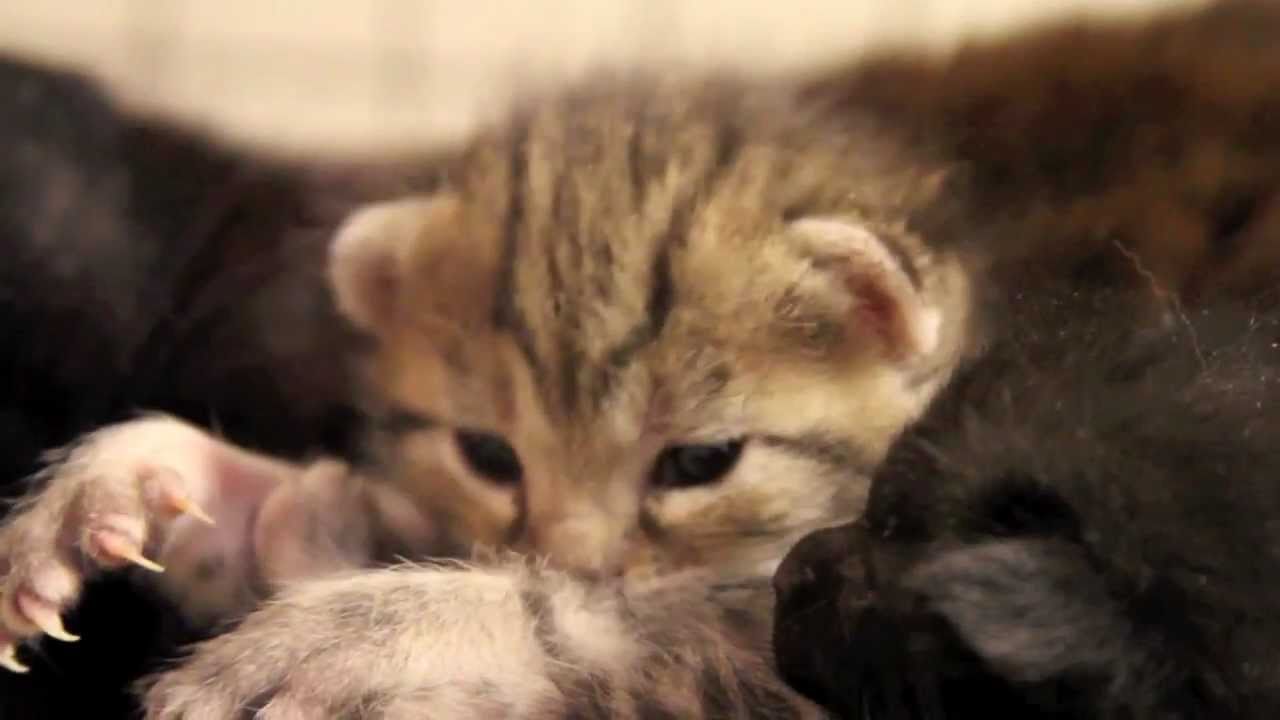 WARNING extreme CUTENESS overload 13 day old KITTENS - YouTube