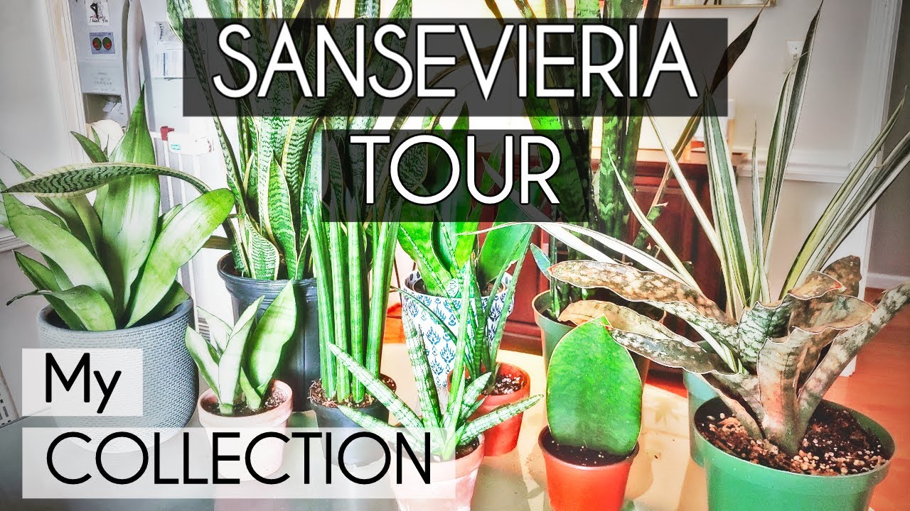 Sansevieria Tour | My Sansevieria Collection | Low Light Houseplants ...