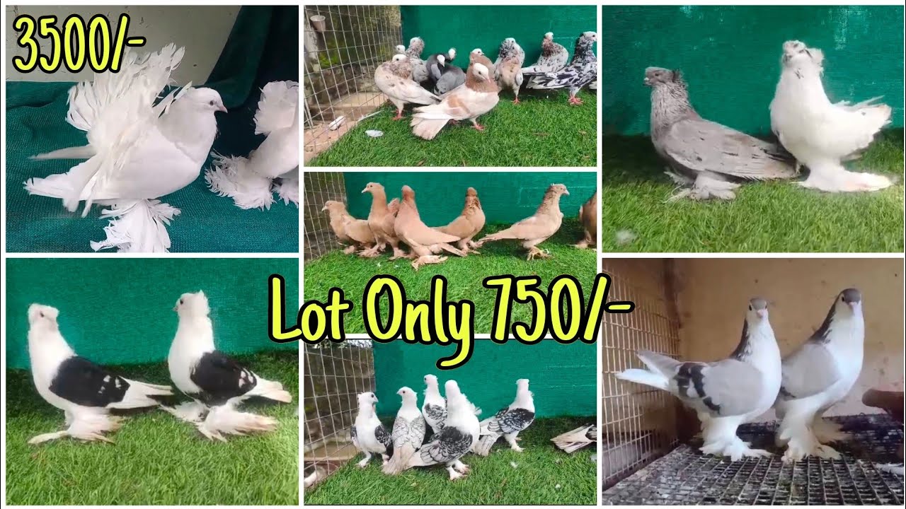 Best Quality Fancy Pigeon All New Collection In Kerala Pigeon Market ...