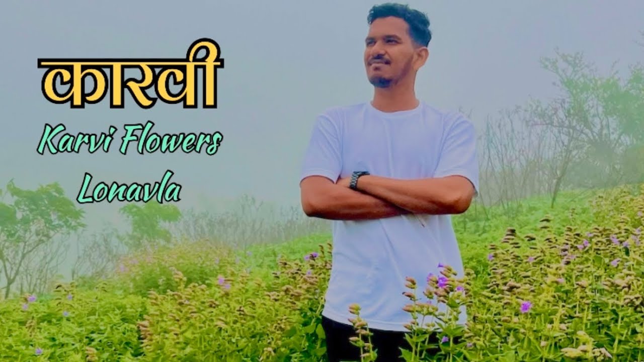 Karvi Flower Lonavala | karvi flower lonavala how to reach | karvi ...