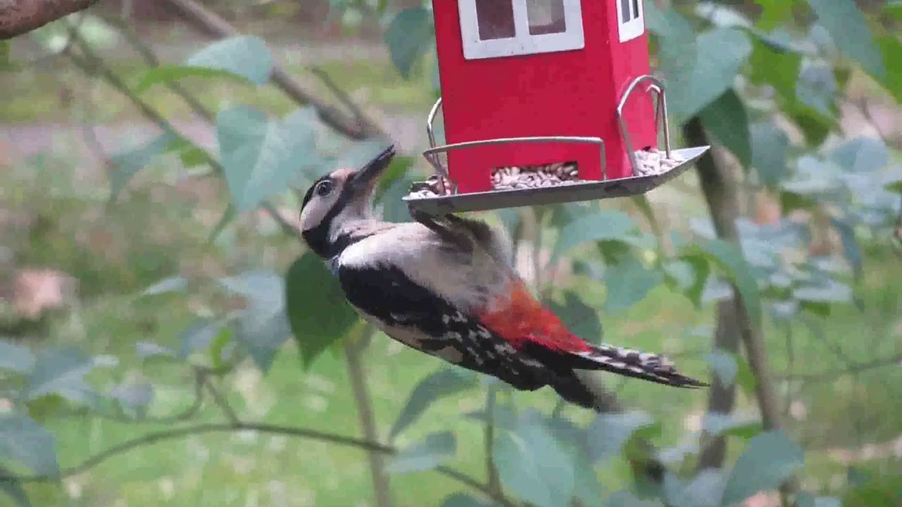 The Birds Song HD - El canto de los pájaros. - YouTube
