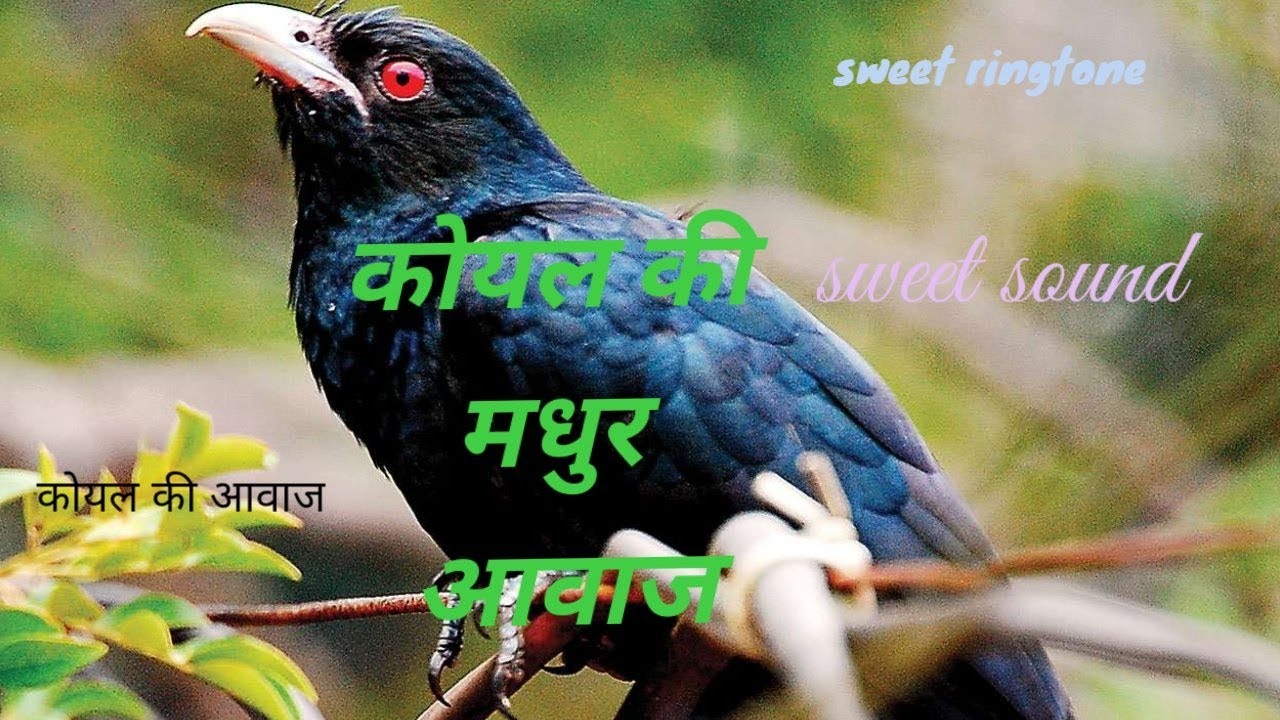 कोयल की मधुर आवाज/कोयल की आवाज रिंगटोन/koyal voice / koyal / #koyal # ...