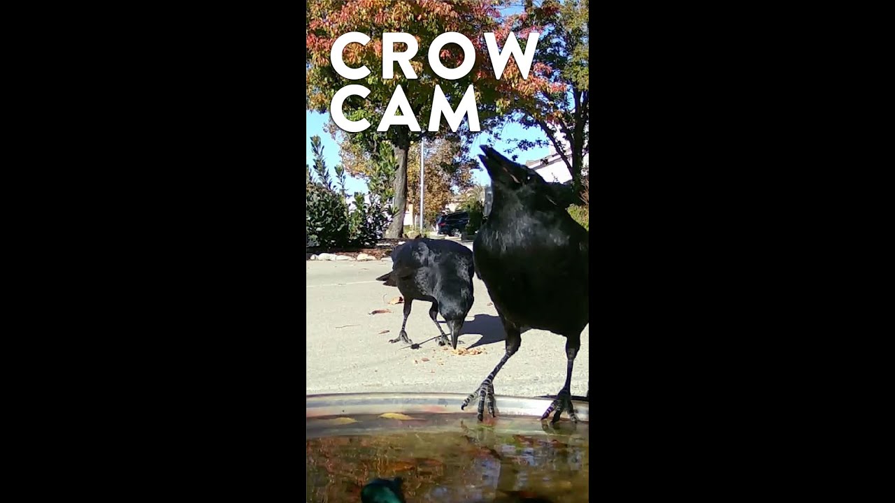 Crow Cam West Sacramento, California - YouTube