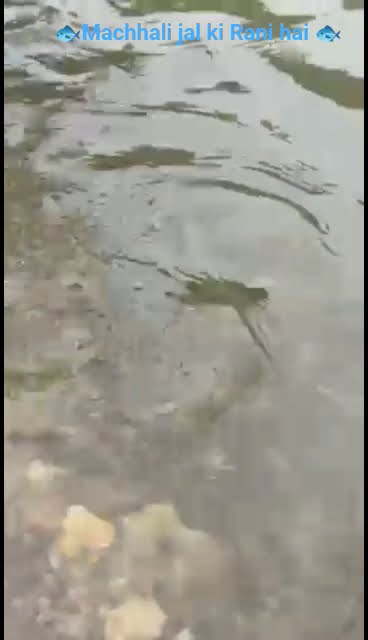 🐟 #machali machhali jal ki Rani hai 🐟#song #machlijalkiranihai - YouTube