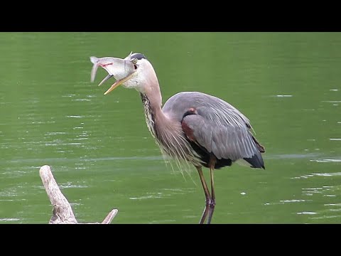 Great Blue Heron swallows another flopping fish. Cringe worthy. - YouTube