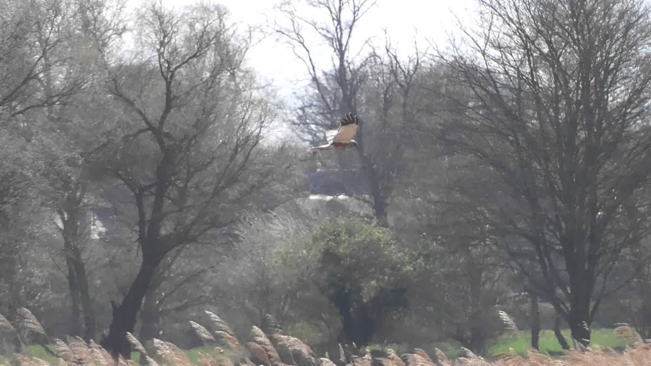 Marsh Harrier flying RSPB Ouse Fen map 11Apr15 304p - YouTube