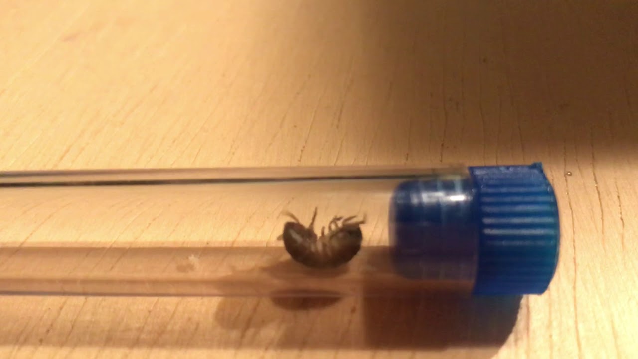 Pill Bug (roly poly) gives birth - YouTube