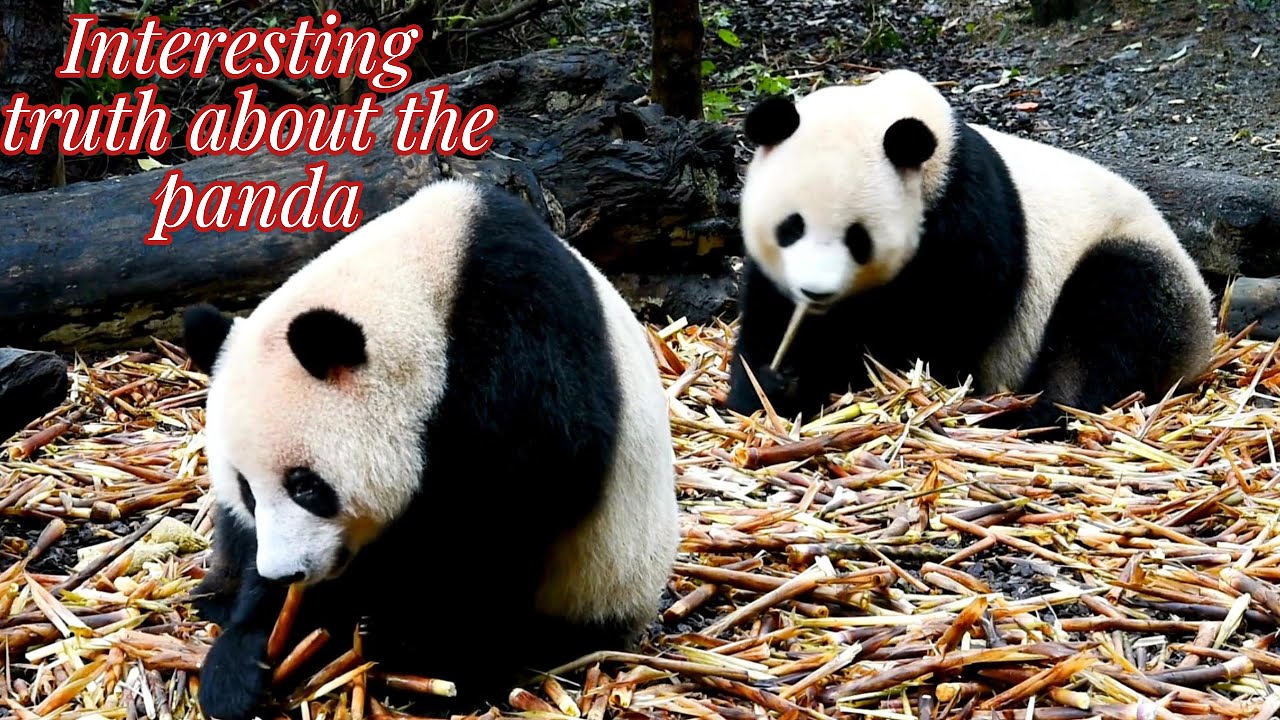 Panda: From Myth to Reality - YouTube