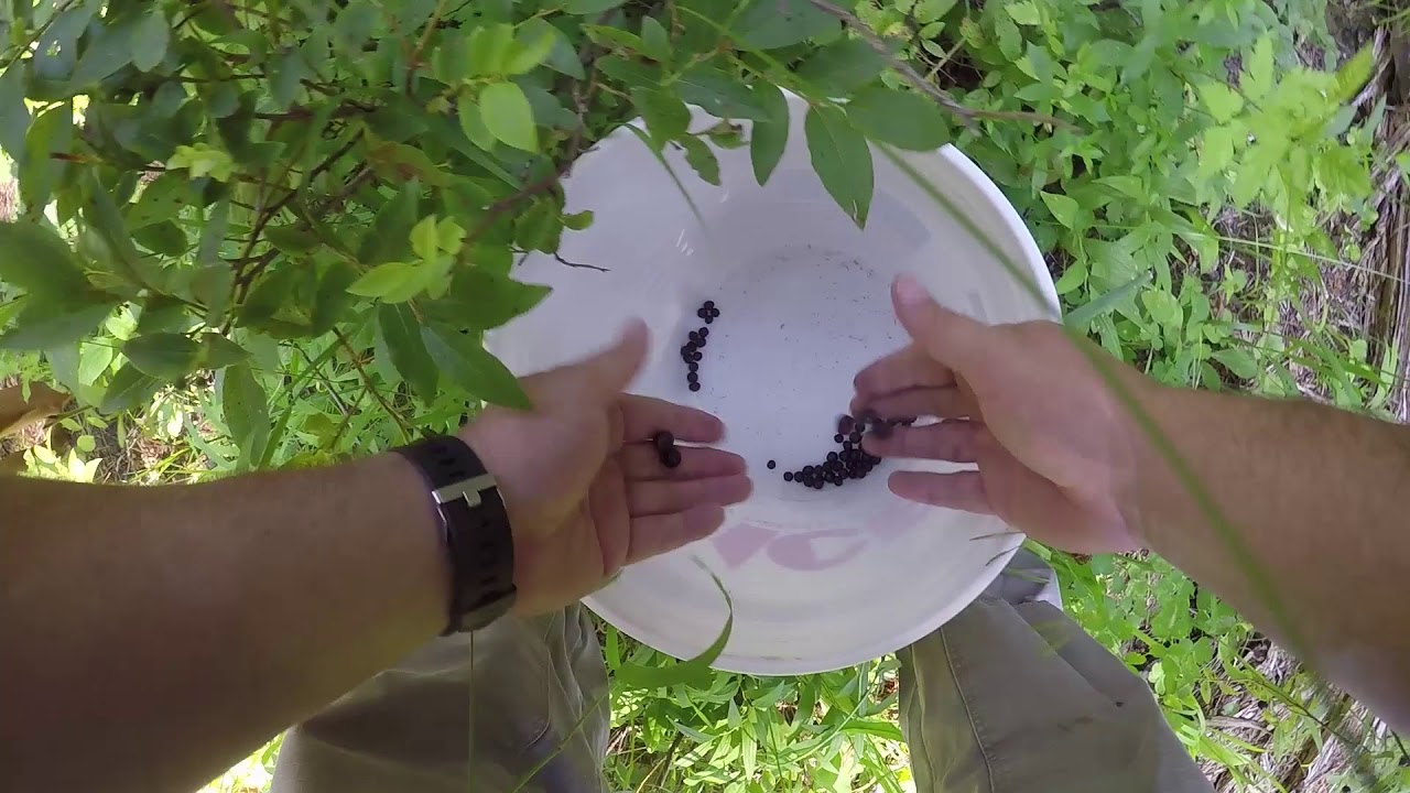 Picking Huckleberries Northwest Montana July 2018 - YouTube