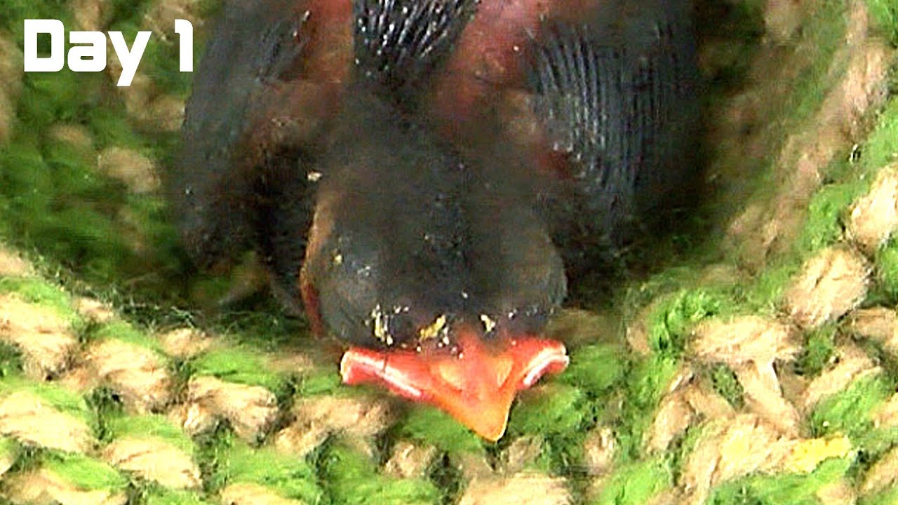 Day 1 - Hand Rearing a Baby Bird - YouTube