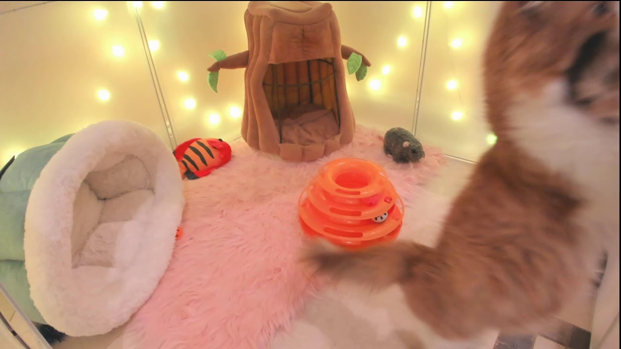 🐱 JUST CATTING - KITTEN LIVE STREAM 🐱 - YouTube