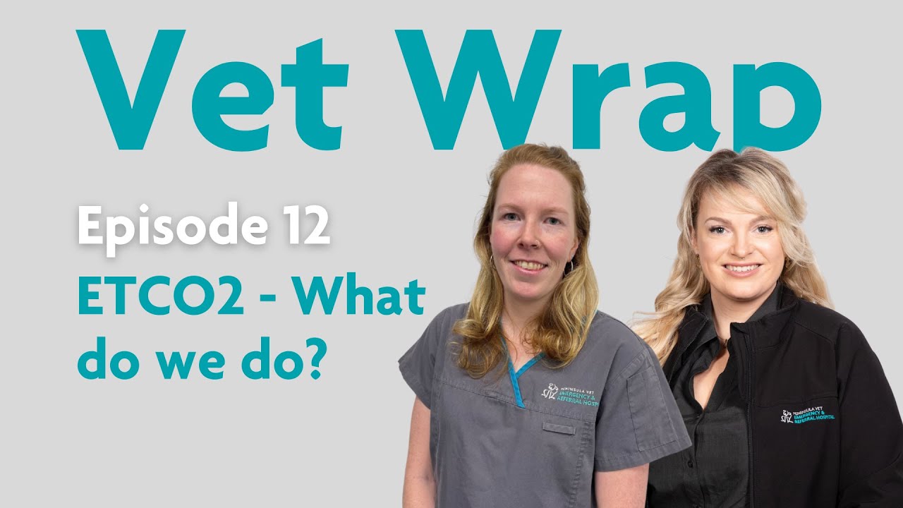 Vet Wrap Episode 12: ETCO2 - What do we do? - YouTube