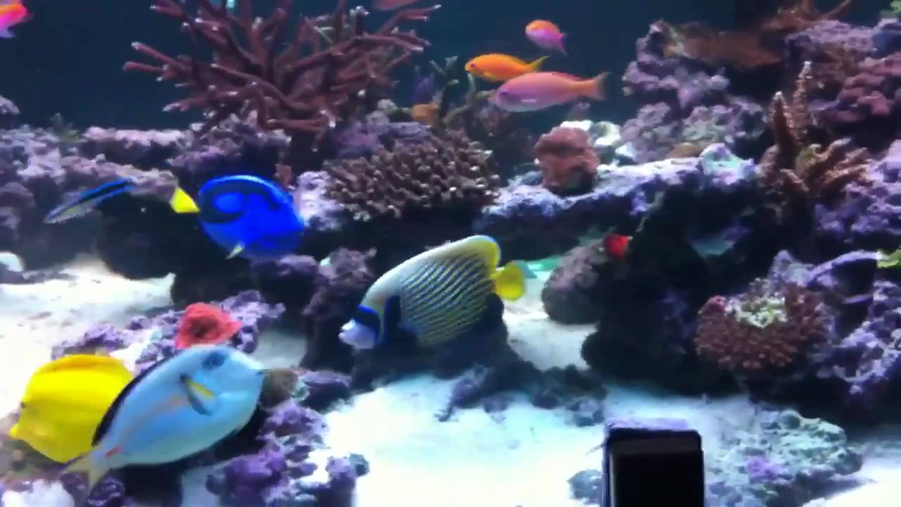 700 gallon reef January 2011 - YouTube