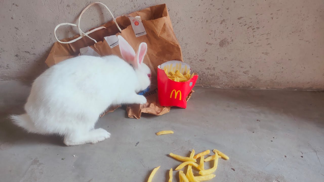 french fries and rabbit - YouTube