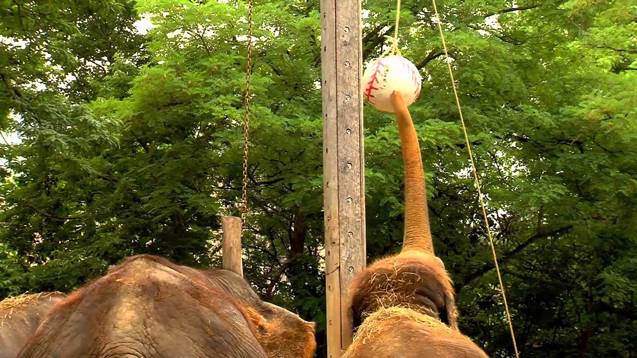 Elephants Kick off Big Baseball Weekend - Cincinnati Zoo - YouTube