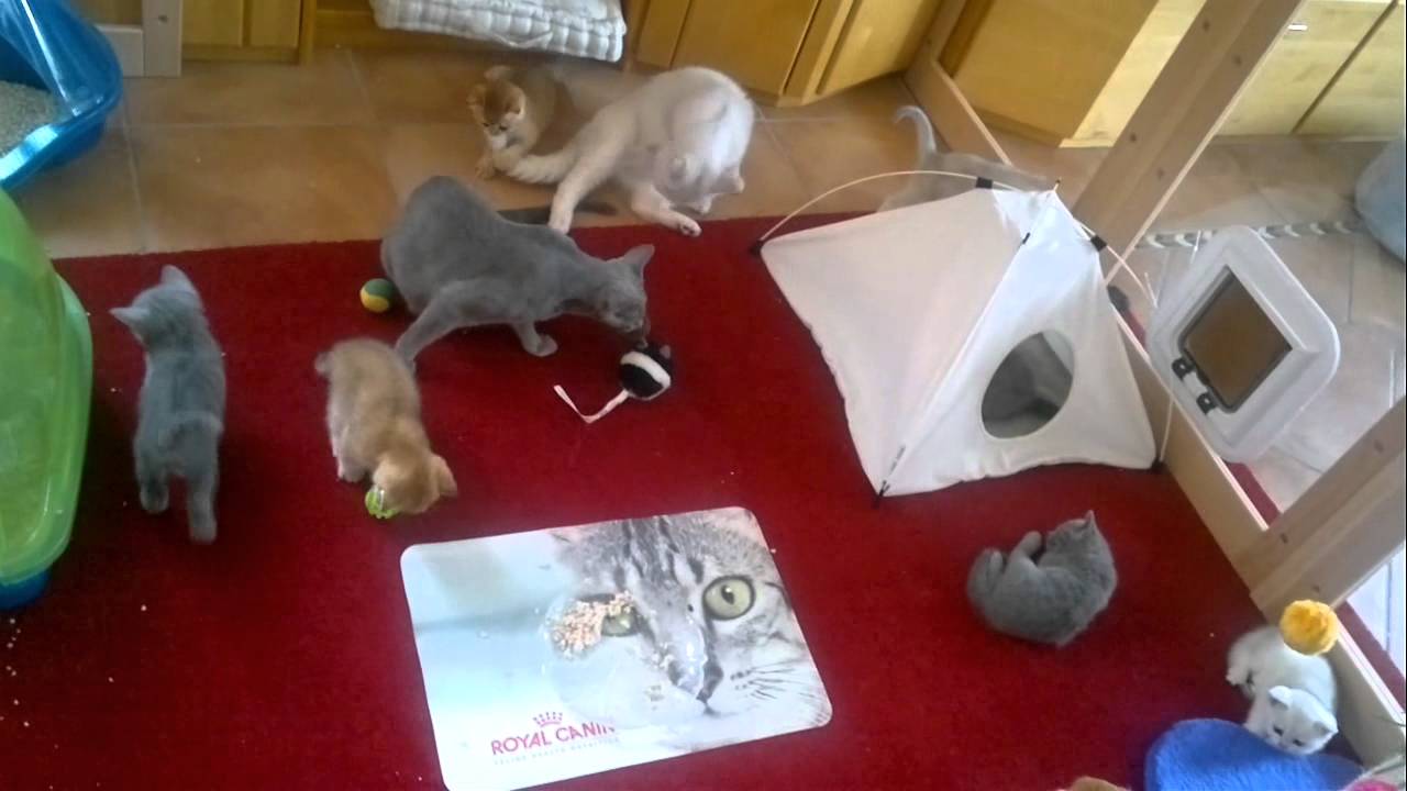 Briten und Russian Blue playing - YouTube