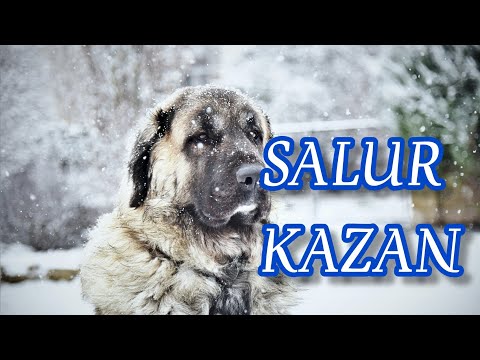 SALUR KAZAN (Dede Korkut Hikayeleri)