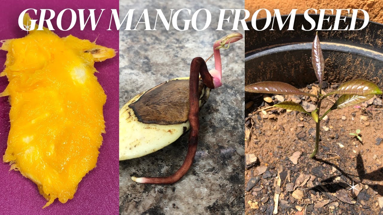 Growing Mango Tree From Seed| How To Germinate - YouTube