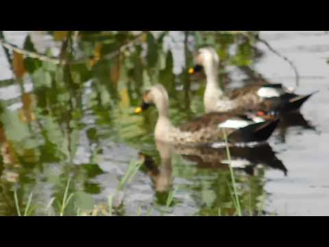 Indian Spot billed duck (हळद कुंकू बदक)