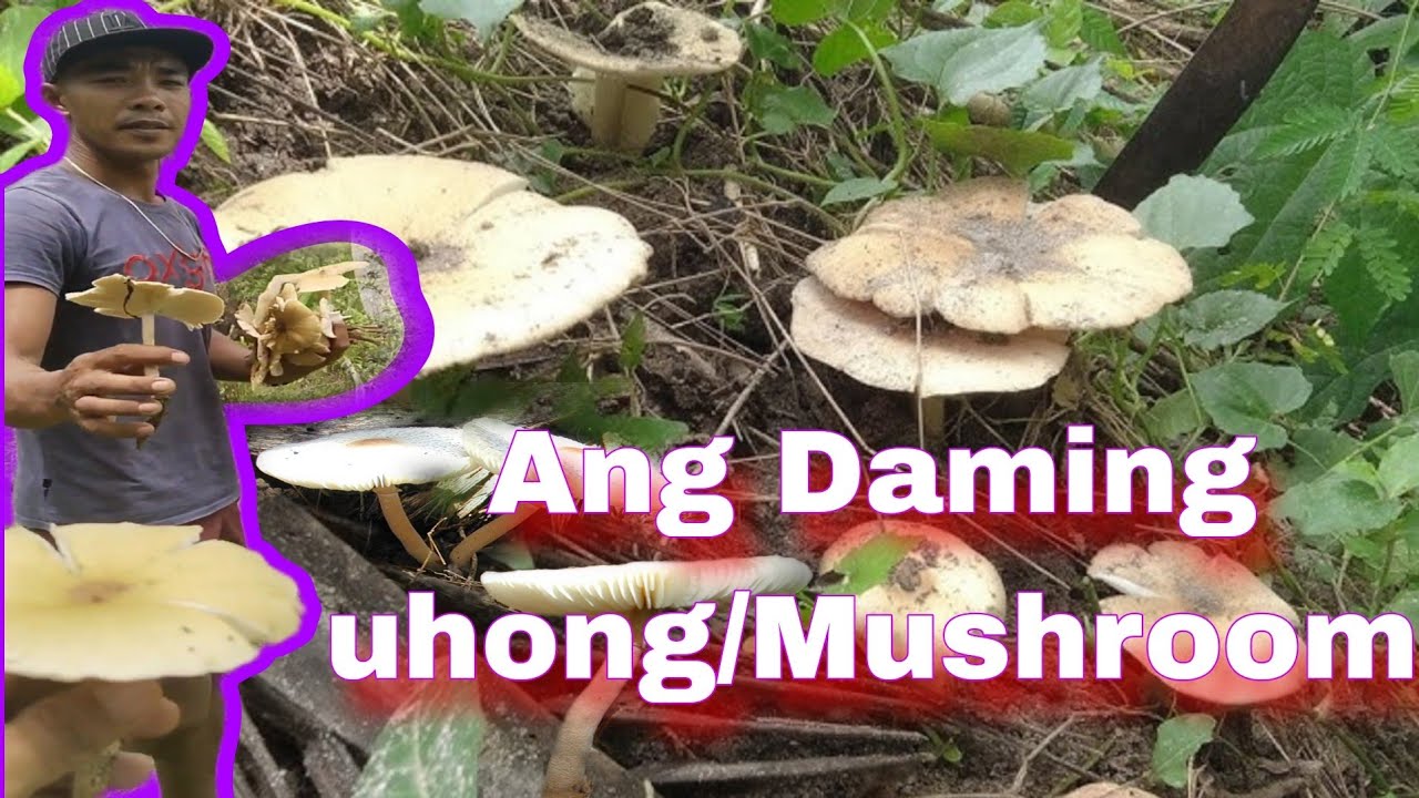 Naghanap ng Uhong or Mushroom pra may ulam - YouTube