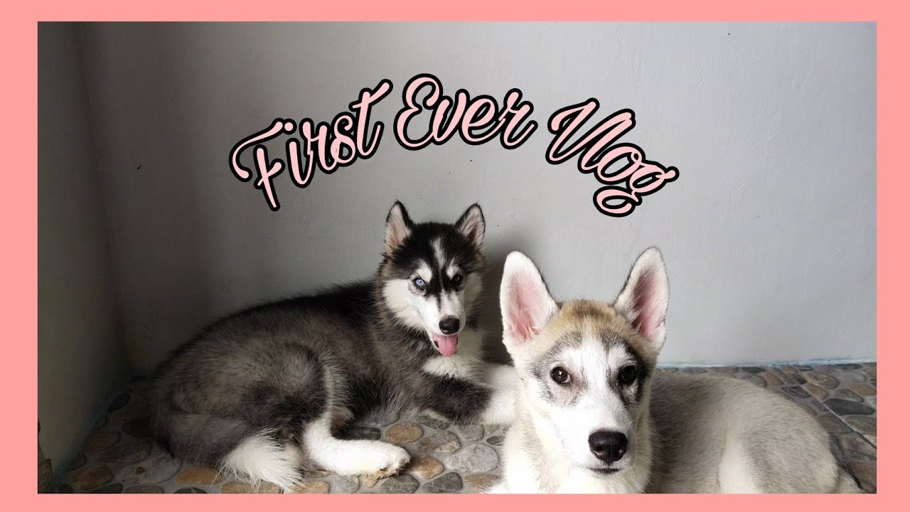 Siberian Huskies (Puppies) || Wooly and Standard Siberian Husky ...