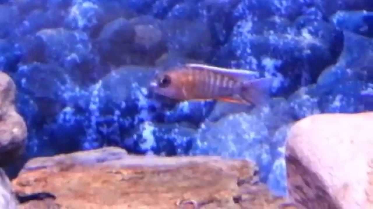Cobalt Blue Zebra - YouTube
