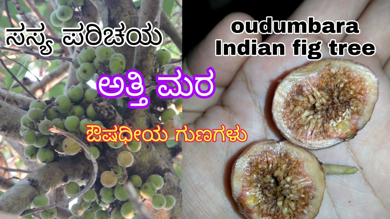 ಅತ್ತಿ ಮರದ ಪರಿಚಯ | country fig tree identification and uses | goolar fig ...