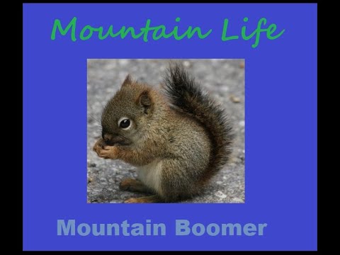 Mountain Boomer Squirrel Videos Worth Watching Right Now. - YouTube