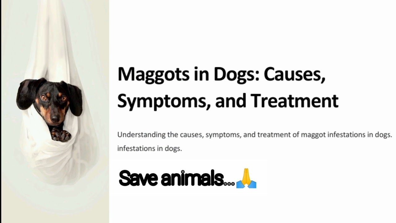 How to treat maggot wounds in dogs? #spottreatment #rescue #straydogs ...