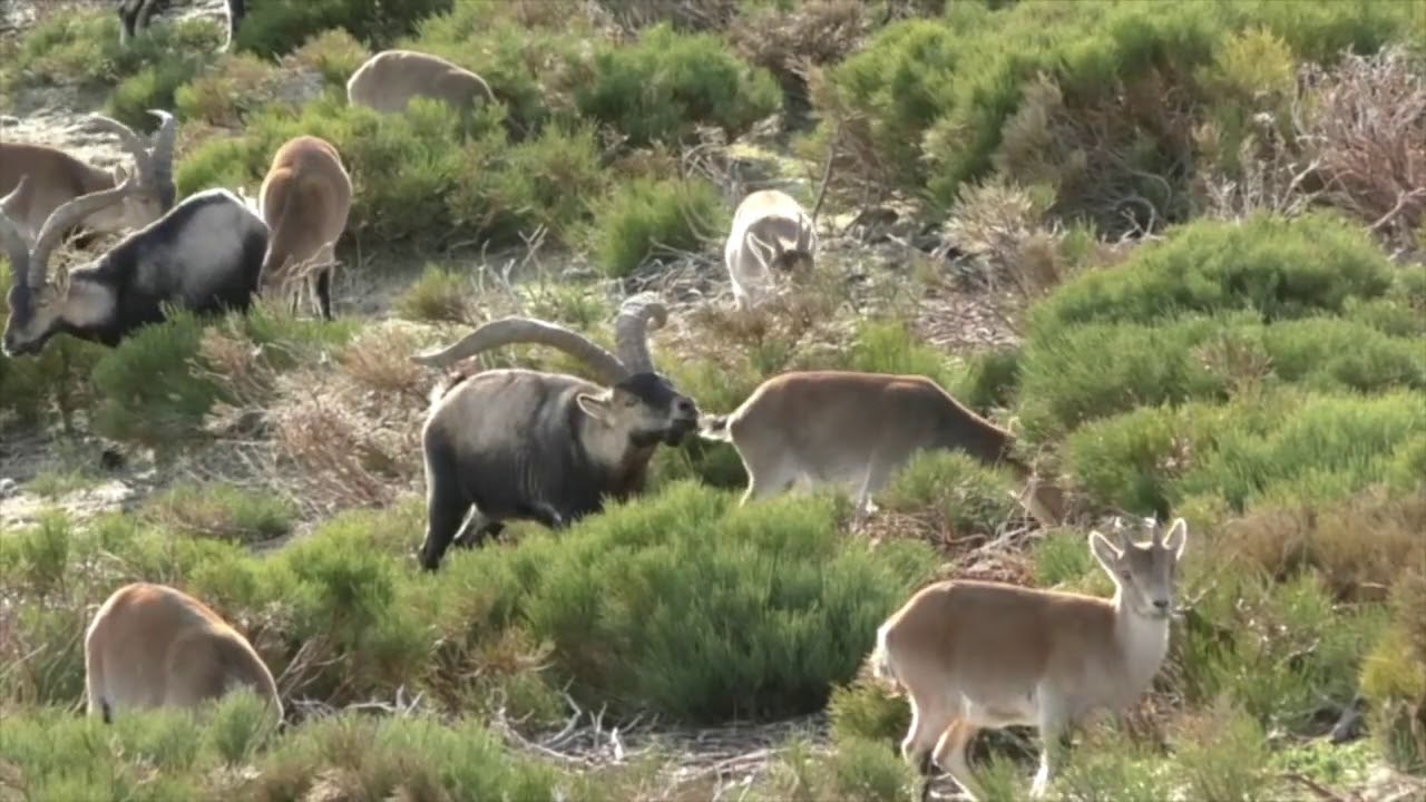 Gredos Ibex, Rut Fever Season. https://www.spanish-hunting-adventure ...