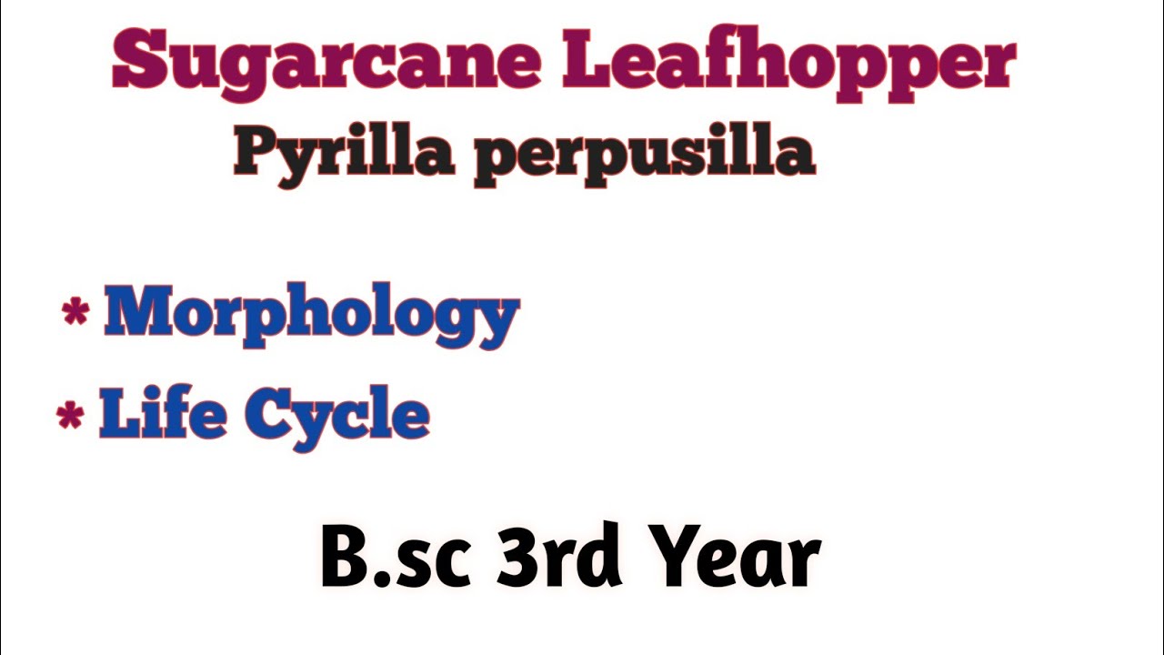 Pyrilla Perpusilla B sc 3rd Year Sugarcane Leafhopper Life Cycle Of Pyrilla Perpusilla B sc 3rd Year Sugarcane Leafhopper Life Cycle Of