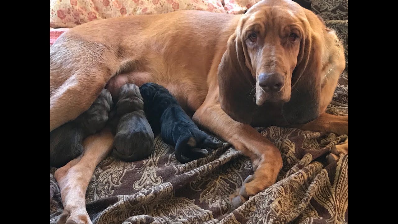Bloodhound Babies! Ruby and Cleatus are parents for the first time ...