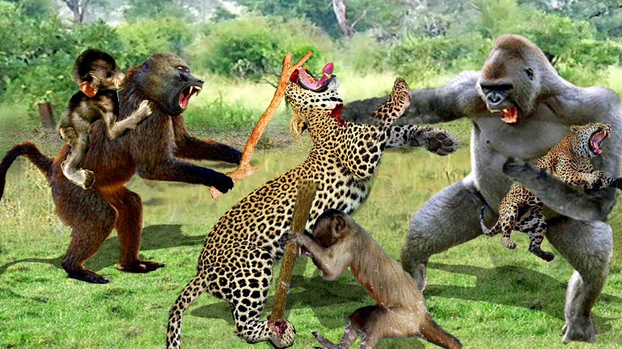 The Unhappy Mother! What Drives Mother Leopard So Crazy To Fight The ...