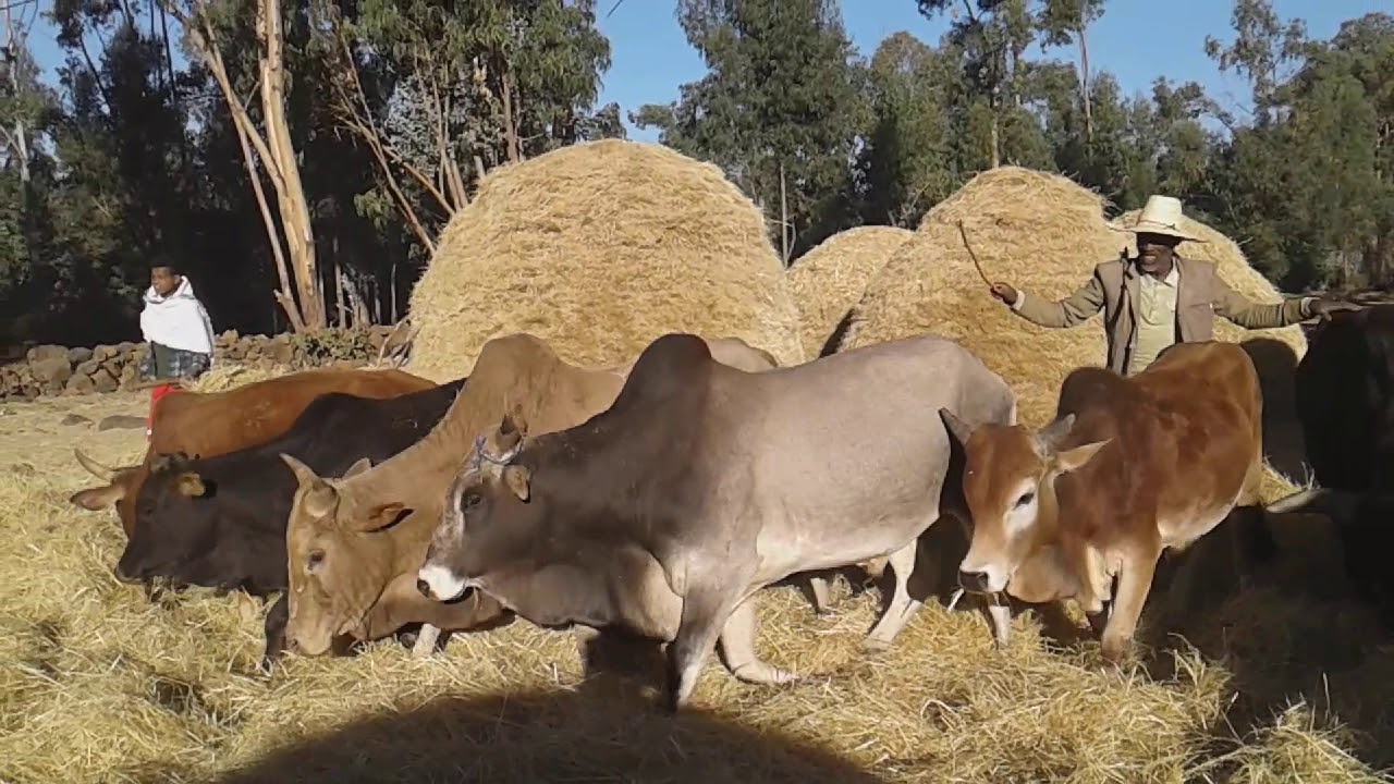 Mertulemariam; East Gojam, Model farmer: Assefa Abate Teff wok1(ALUSHA ...