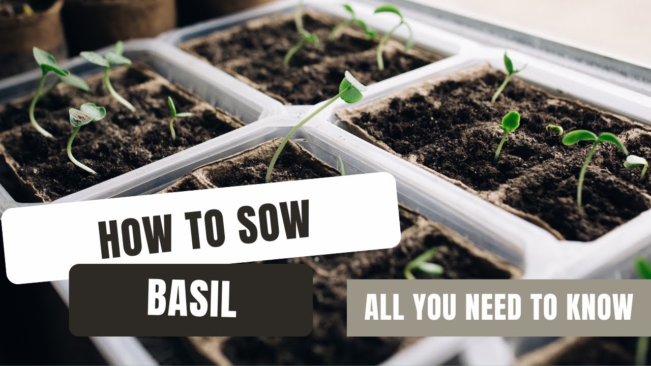 Basil Seeds Germination