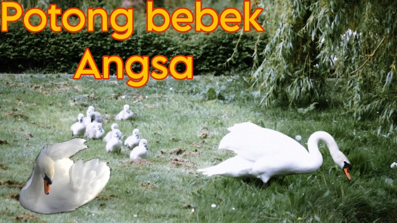 Funny goose | potong bebek angsa| suara angsa| swan| goose sound - YouTube