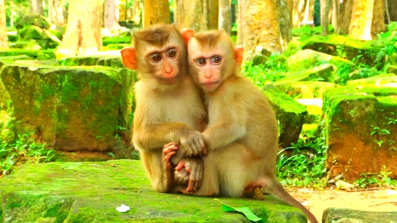 Cutie baby monkey Binky & Winky! Two abandoned baby monkey looks great and joyful today - YouTube