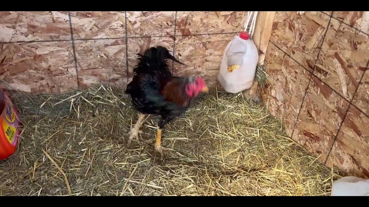 Mus saib qaib Feb. 28 2023 - YouTube