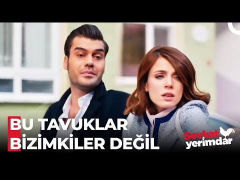 Belalı Aşıklar | Şevkat ve Esin'in Tavuk Arayışı - Şevkat Yerimdar