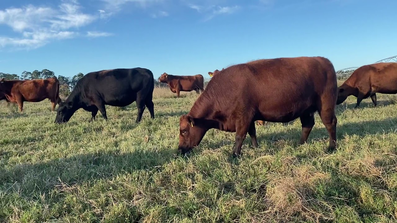 Angus Fall bred cows - YouTube