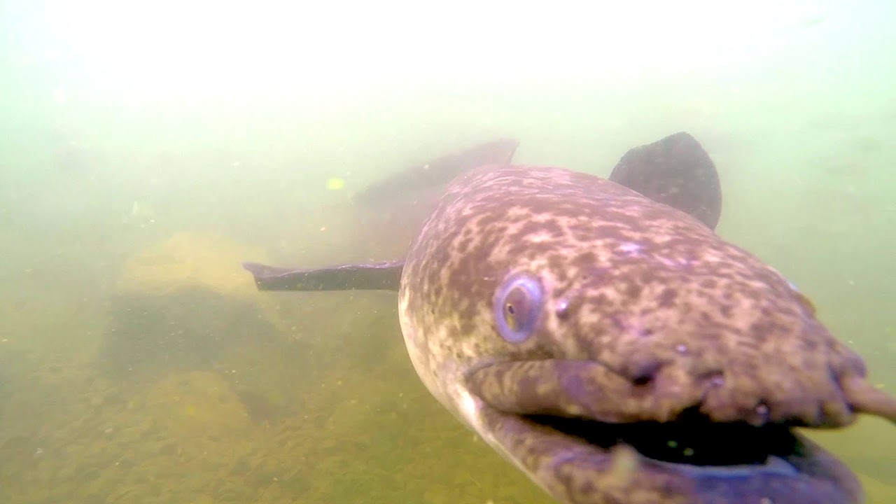 Giant Mottled Eel, Mauritius - YouTube