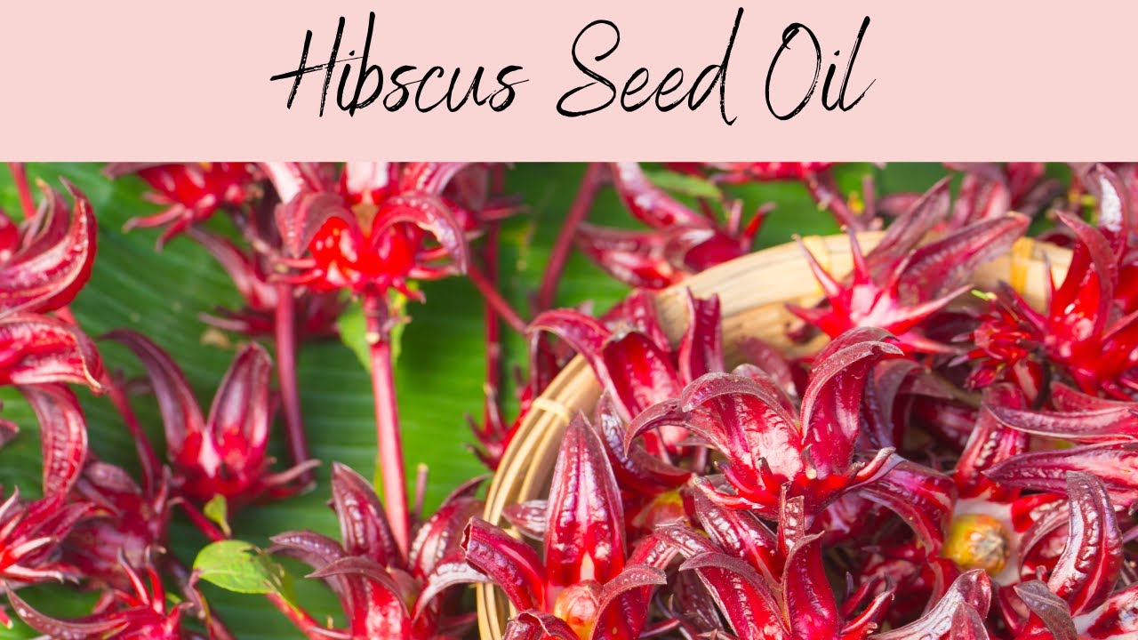 Hibiscus Oil, INCI: Hibiscus Sabdariffa Oil. Botox Plant! Negates the ...
