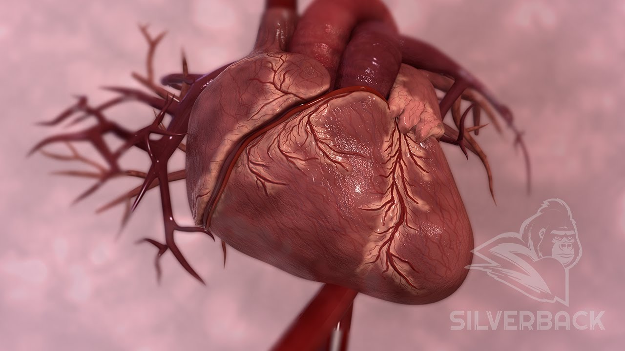 Silverback Medical Animation Demo Reel - YouTube