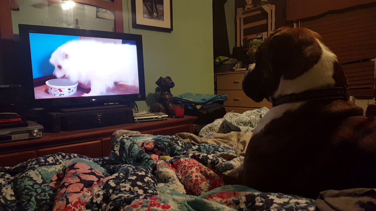 Watching AFV, Going to the Dog Park - YouTube