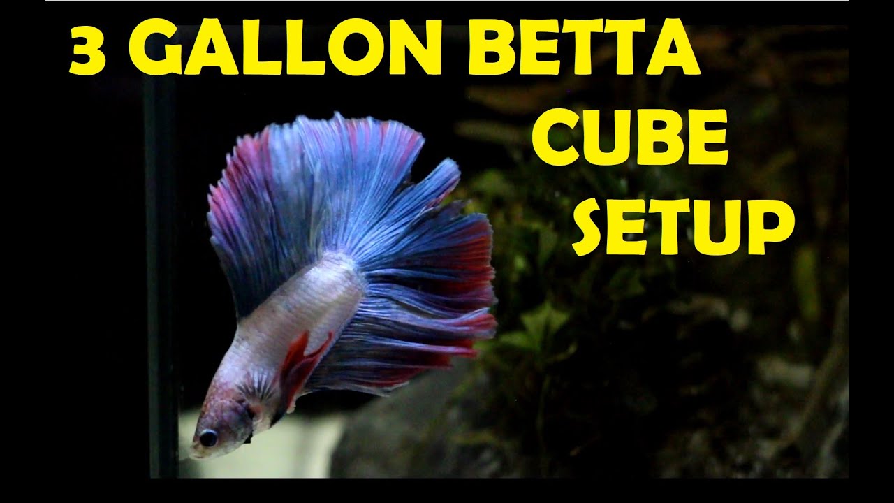 BETTA TANK SETUP - 3 Gallon Cube - YouTube